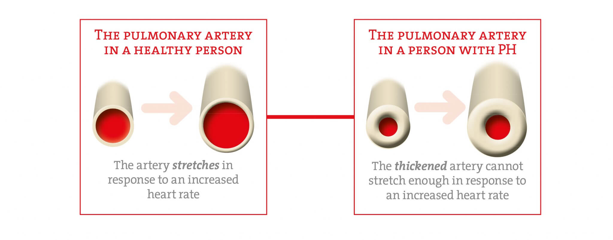 The heart and circulatory system | PHA